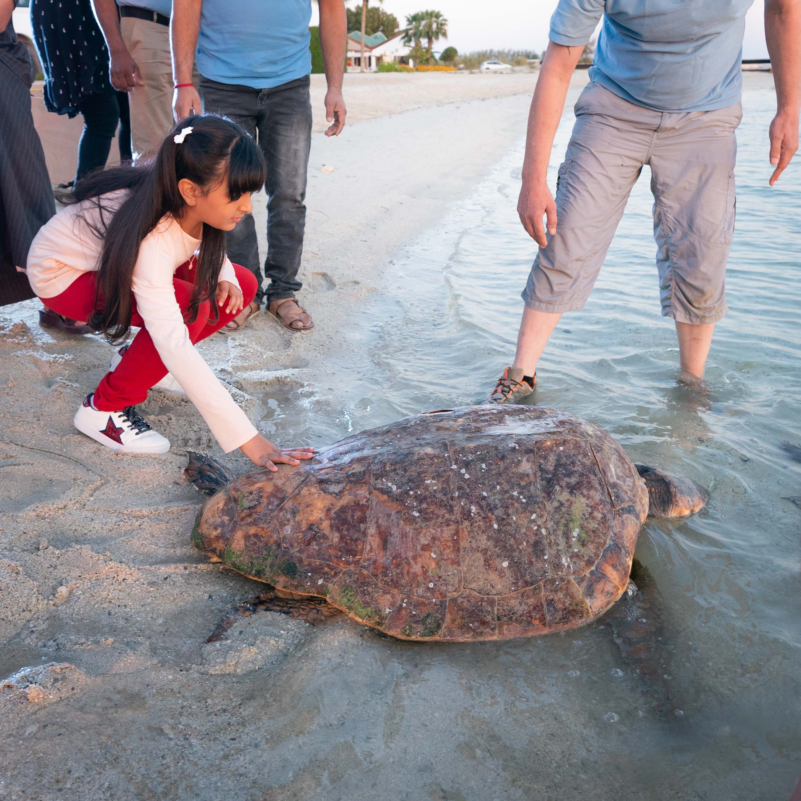 HH Shaikha Sheema Bint Nasser Returns Endangered Turtle Species To The ...